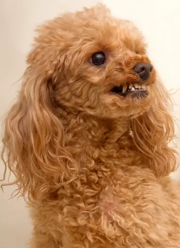 Are Poodles Aggressive By Nature